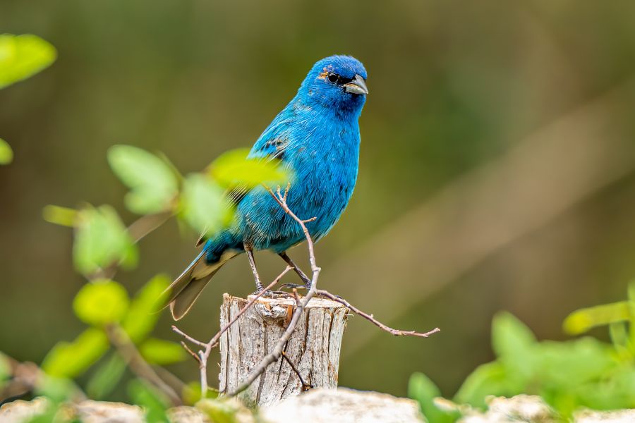 10 Birds That Lay Eggs in Other Birds’ Nests: Understanding Brood ...