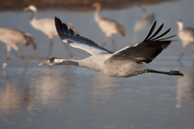 12 Highest Flying Birds: The Incredible Species That Soar Above Mount ...