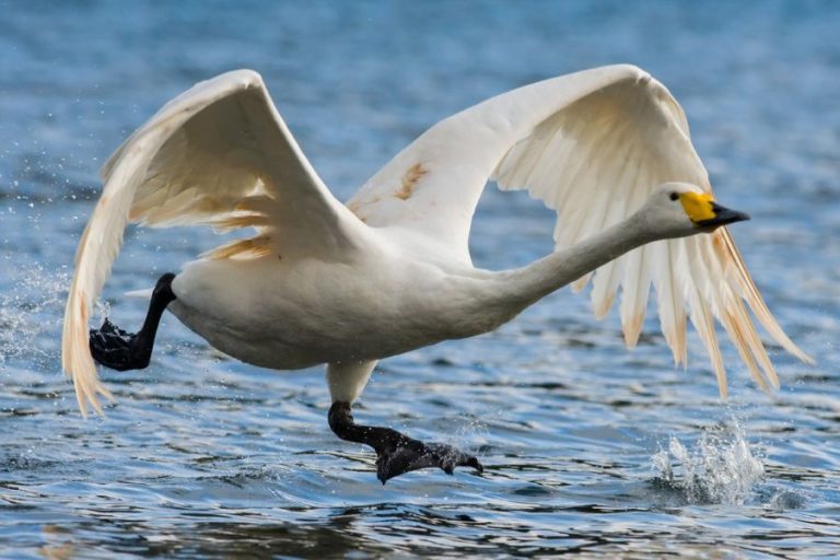 12 Highest Flying Birds: The Incredible Species That Soar Above Mount ...